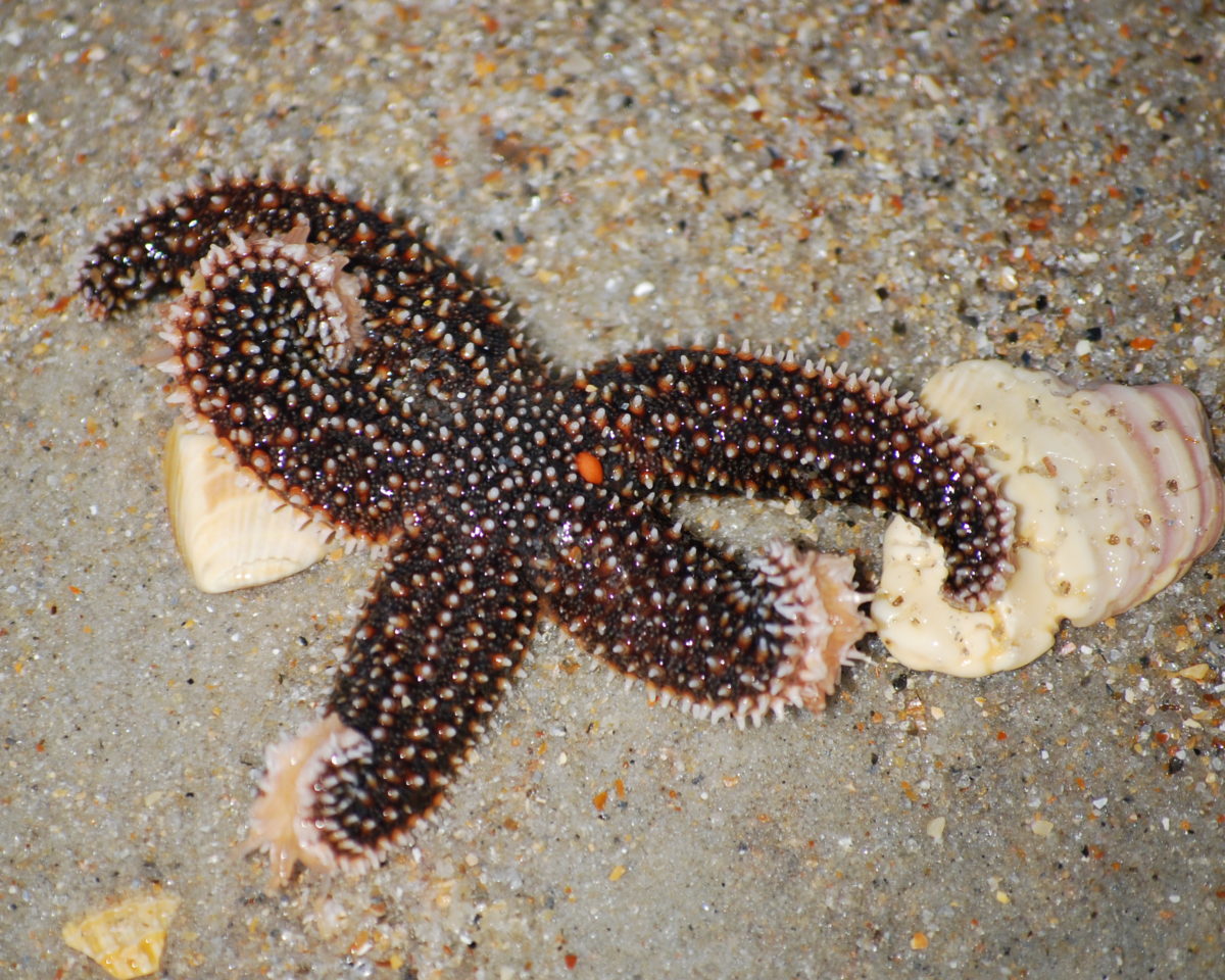 Science by the Sea Wonders – Science by the Sea