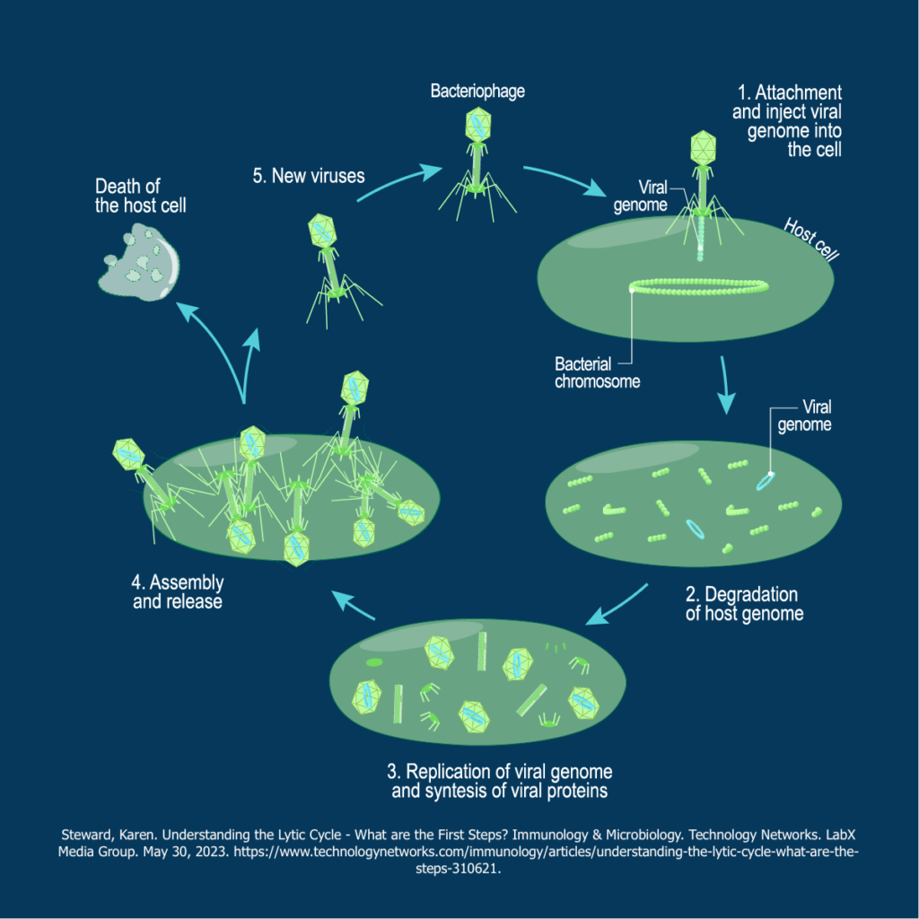 PUPCYCLE II Day 4 – Microbes Under Attack!! – Science by the Sea